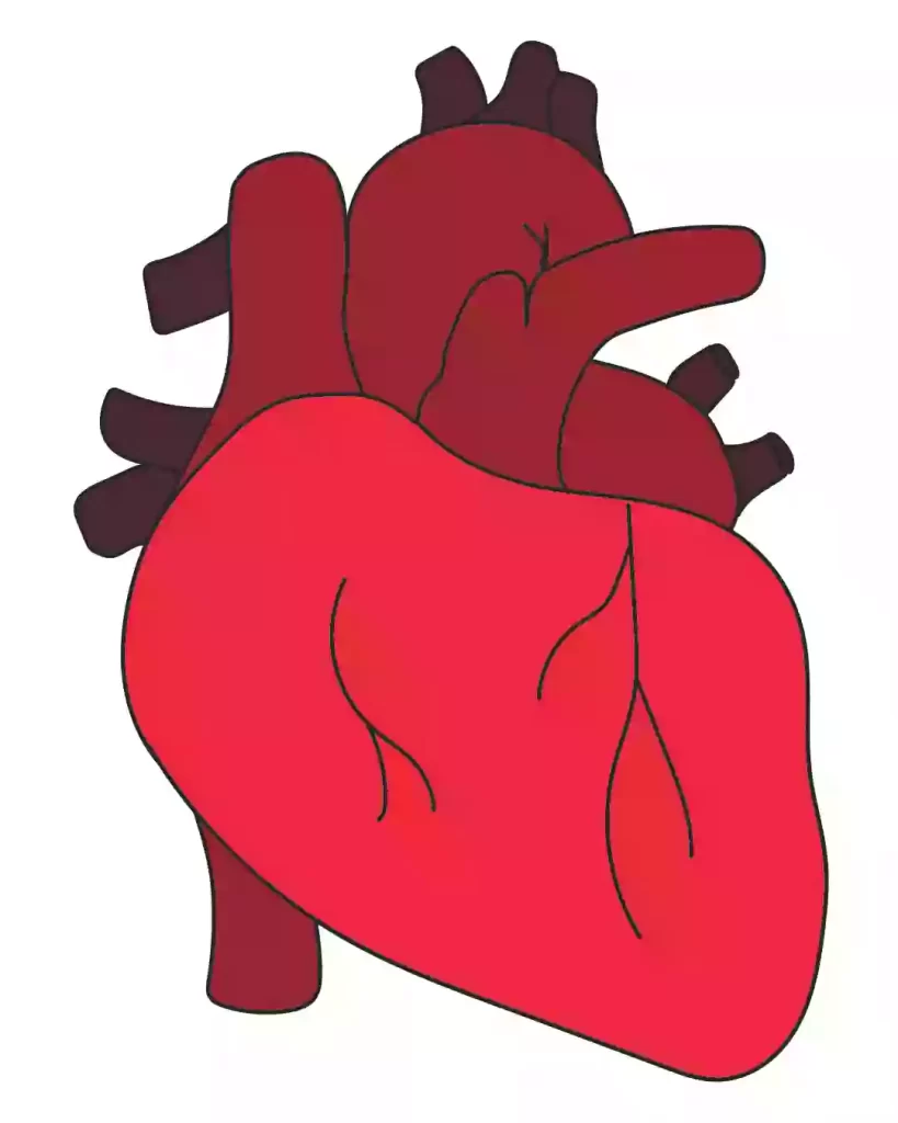 How To Draw Human Heart In Simple Steps How To Draw Human Heart In Simple Steps