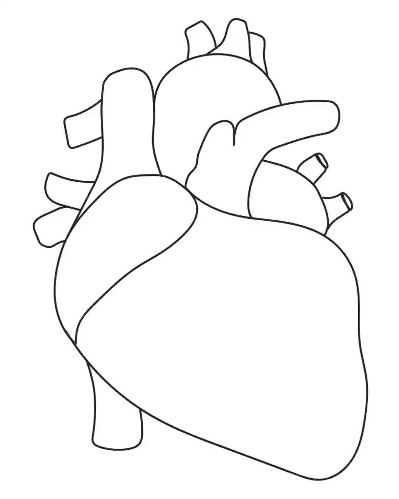 B za Becsv gy Panaszkodik How To Draw A Human Heart Step By Step