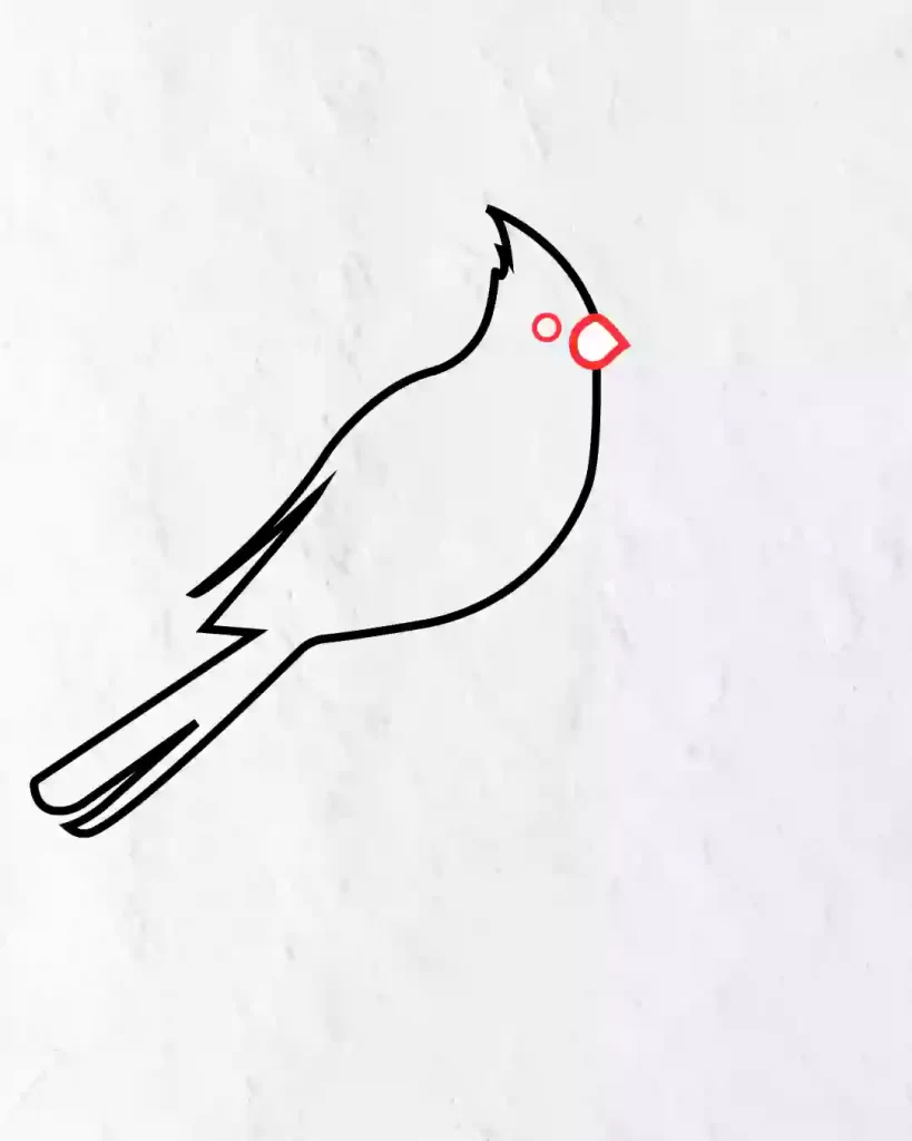 How To Draw Cardinal In Simple Steps Guide