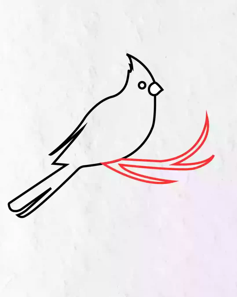 How To Draw Cardinal In Simple Steps Guide