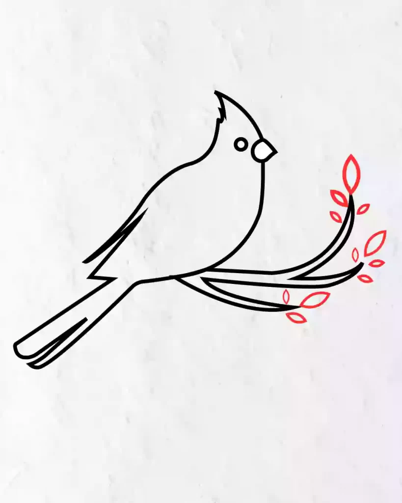 How To Draw Cardinal In Simple Steps Guide