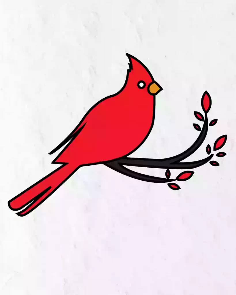 How To Draw Cardinal In Simple Steps Guide