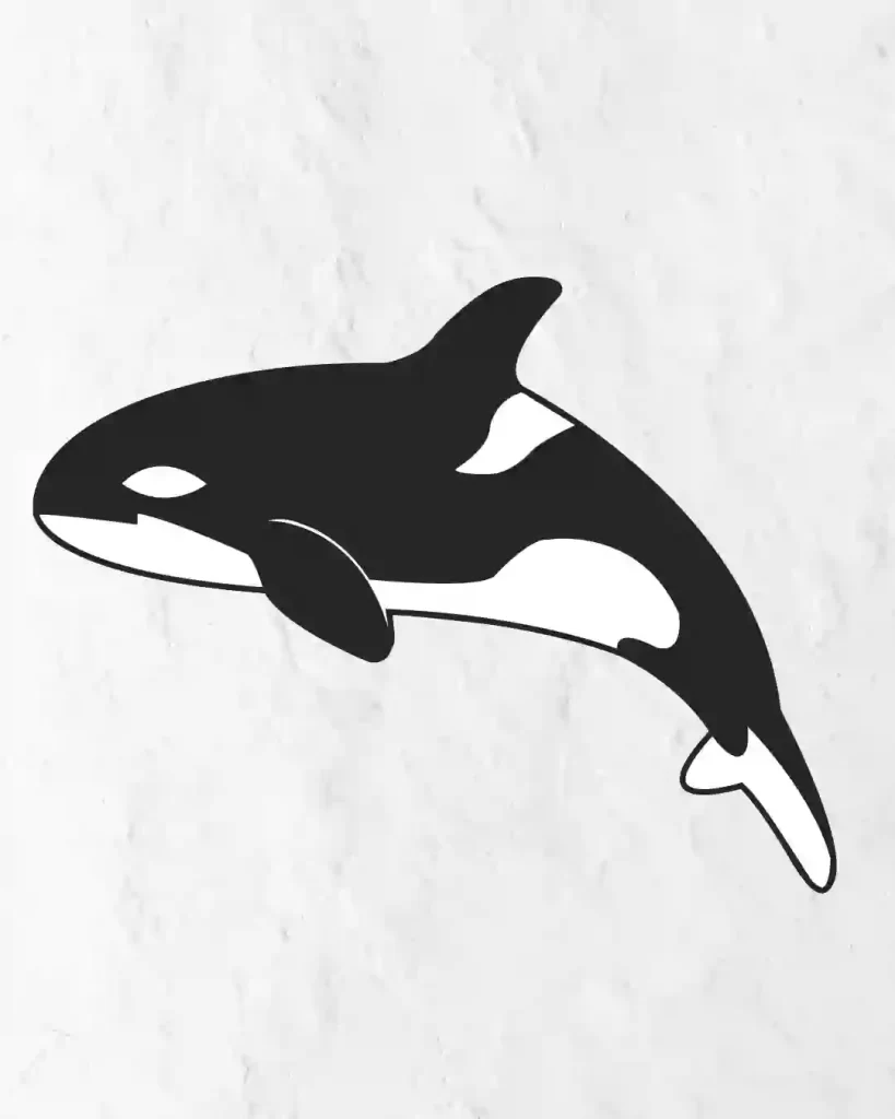 How To Draw Orca In Simple And Easy Step By Step Guide