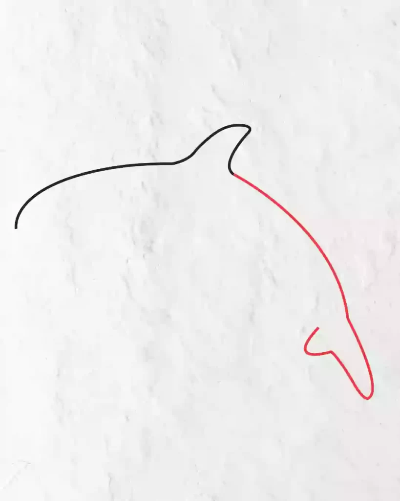 How To Draw Orca In Simple And Easy Step By Step Guide
