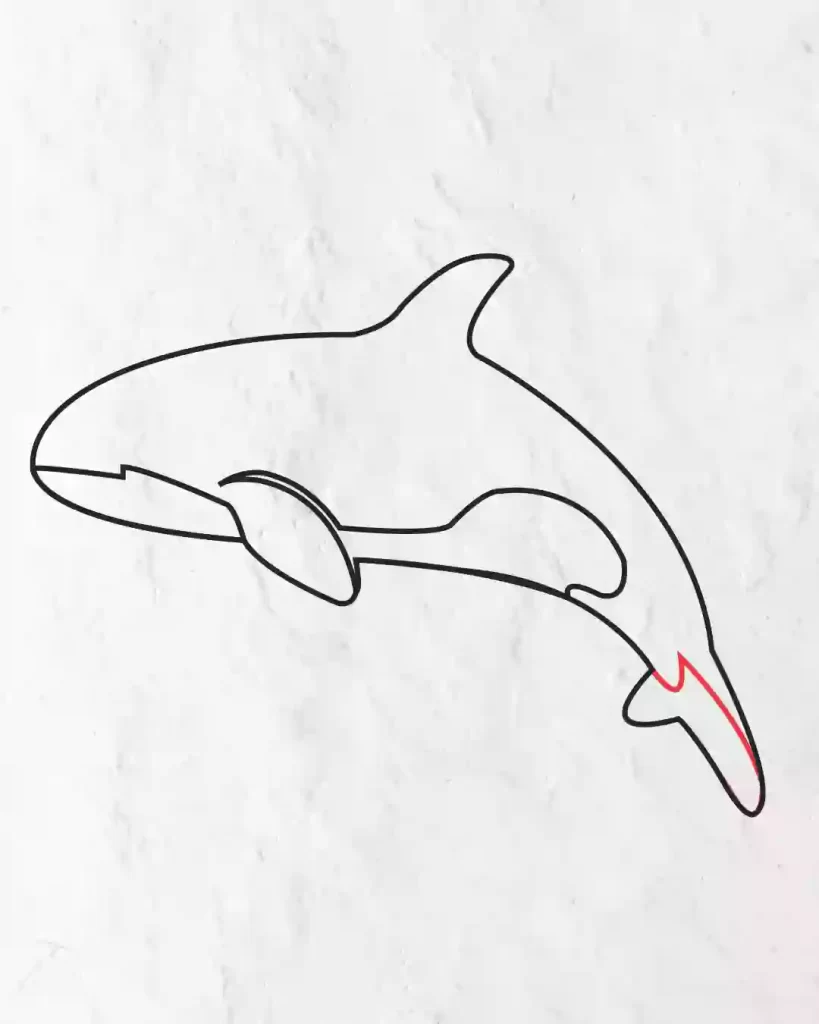 How To Draw Orca In Simple And Easy Step By Step Guide