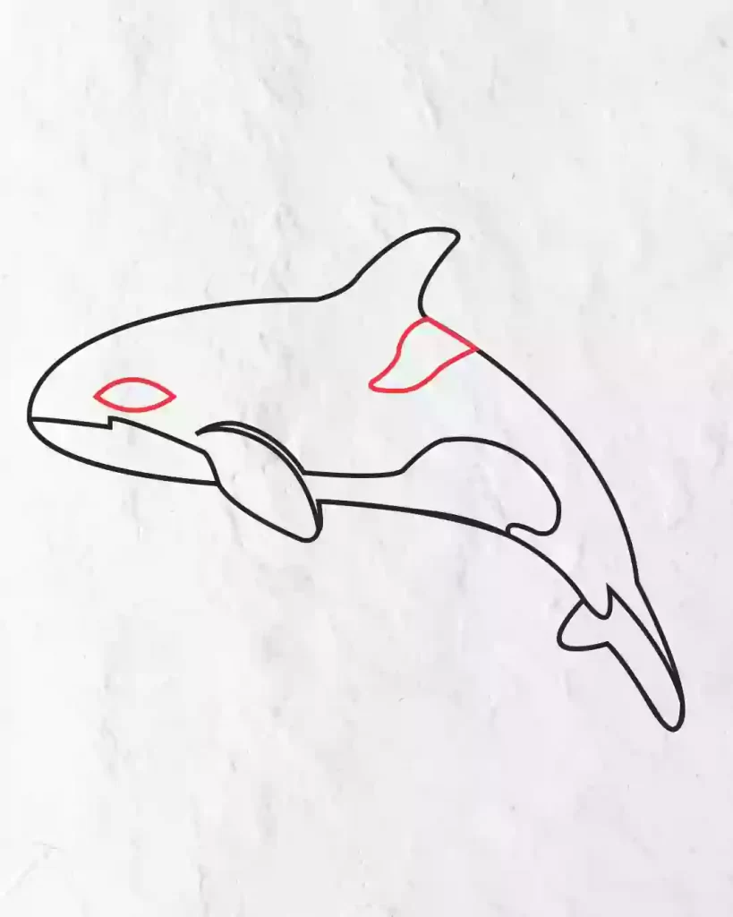 How To Draw Orca In Simple And Easy Step By Step Guide